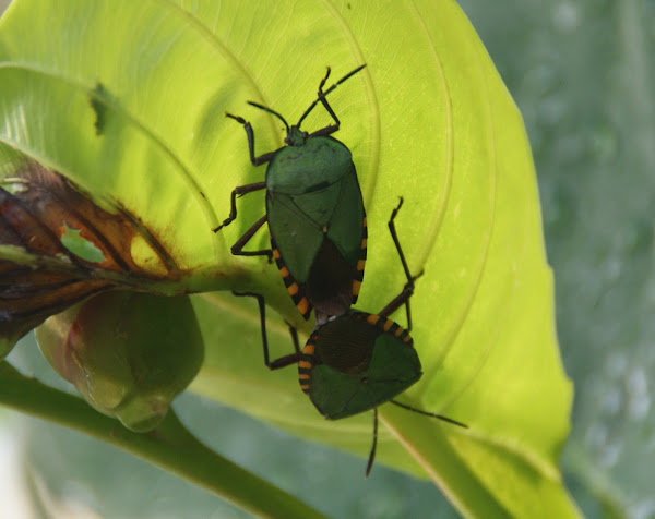 Giant Shield Bug | Project Noah