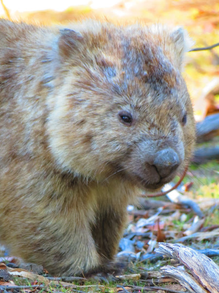 Common Wombat | Project Noah