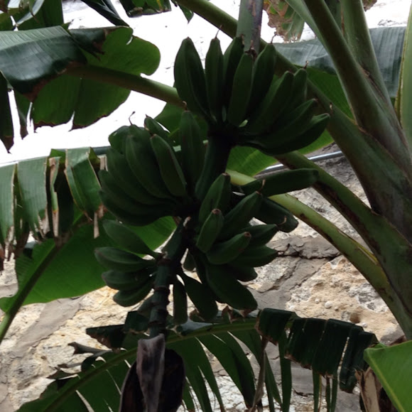 Spotting | Project Noah