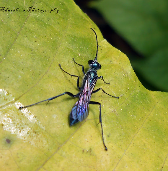 Sphecid wasp | Project Noah