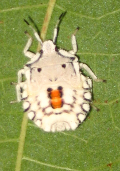 Forest Sheild Bug (Nymph) | Project Noah