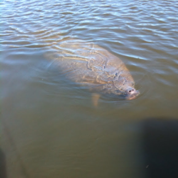Manatee | Project Noah