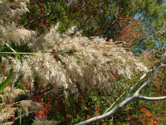 Phragmites | Project Noah