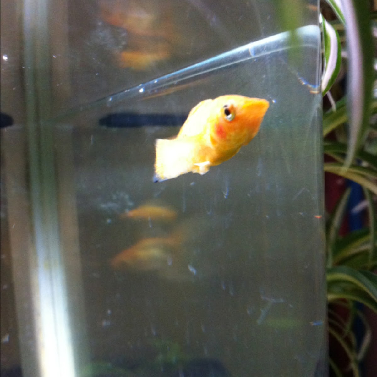 Platy | Project Noah