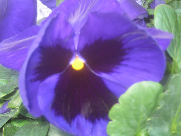 Pansy | Project Noah
