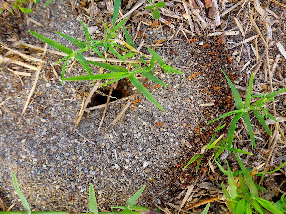 Ant Cemetery | Project Noah