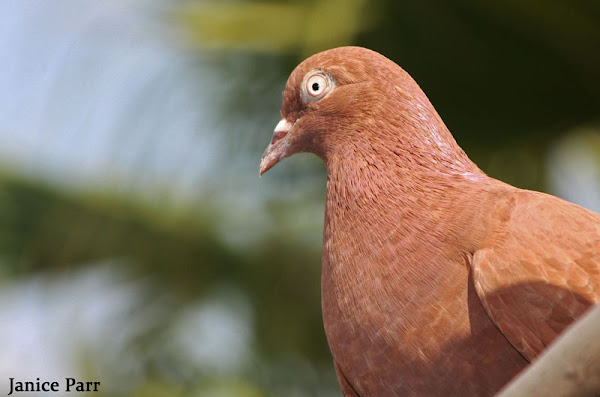Brown Pigeon | Project Noah