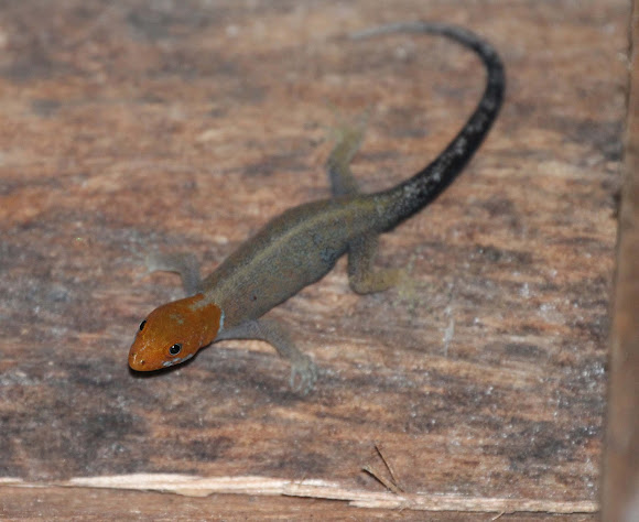 Orange headed gecko | Project Noah