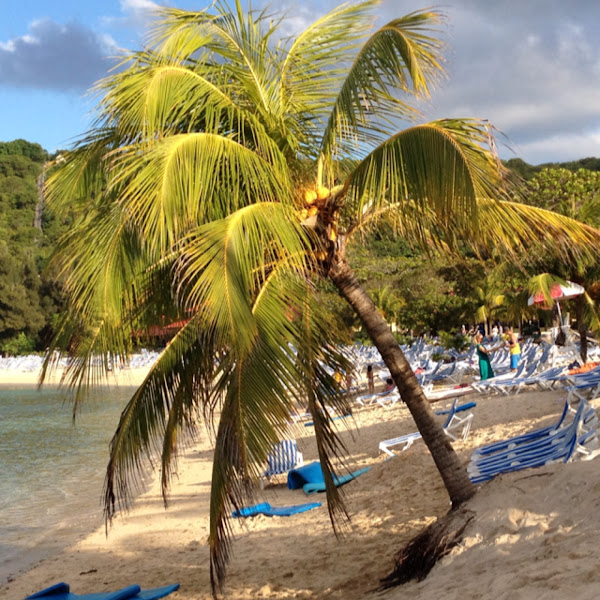 Palm tree | Project Noah