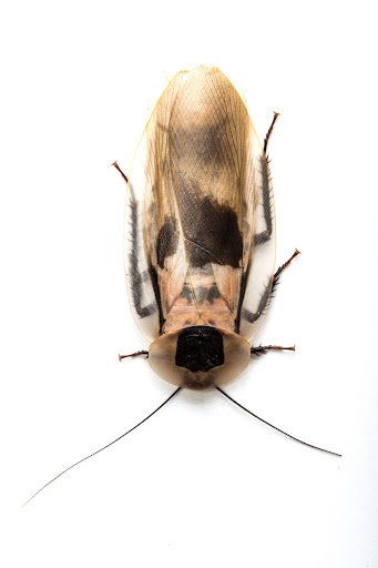Cave Cockroach (Blaberus giganteus) — Google Arts & Culture