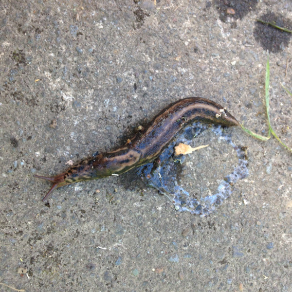 Leopard slug | Project Noah