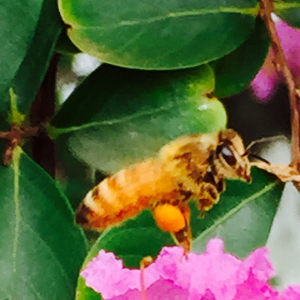 Honey bee | Project Noah