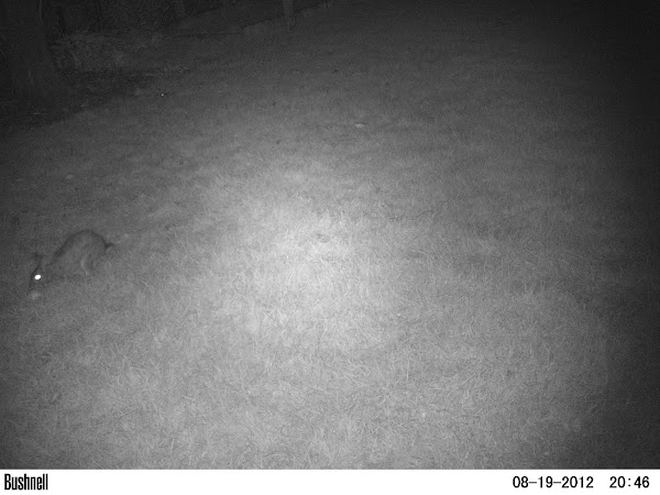 rabbit | Project Noah