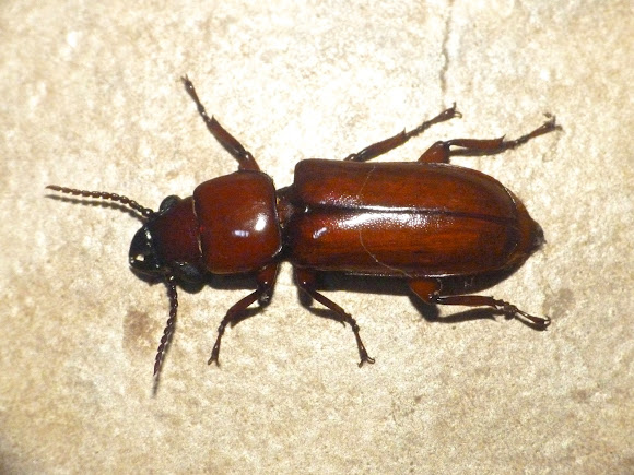 Pole borer | Project Noah