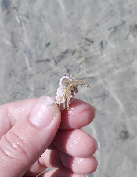 Smallest Hermit Crab In The World