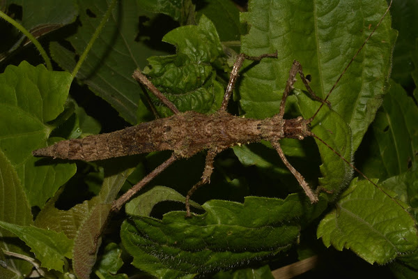 Sunny Stick Insect, Phasmid | Project Noah