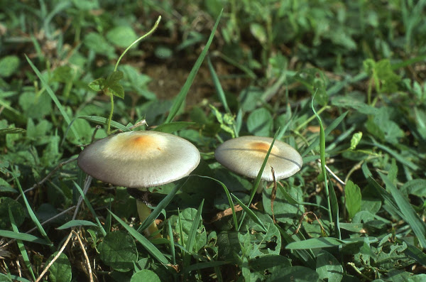 Gold Cap Mushroom | Project Noah