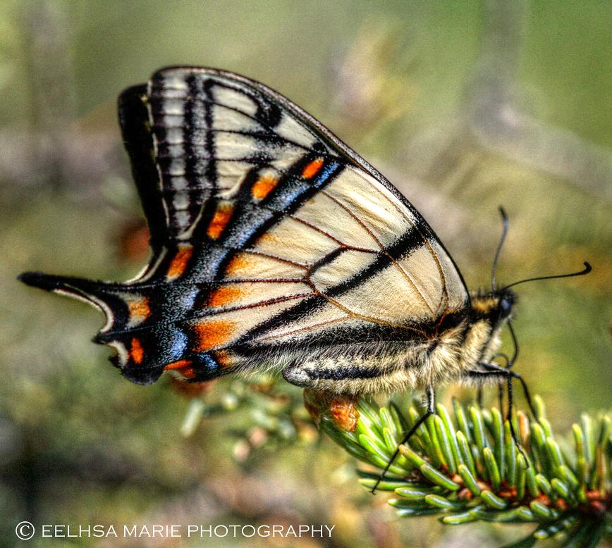 Canadian Tiger Swallowtail | Project Noah