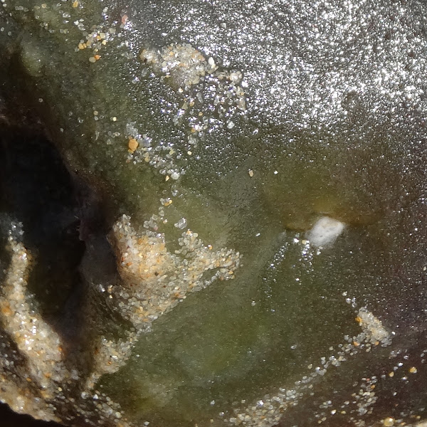 Single cell green seaweed | Project Noah