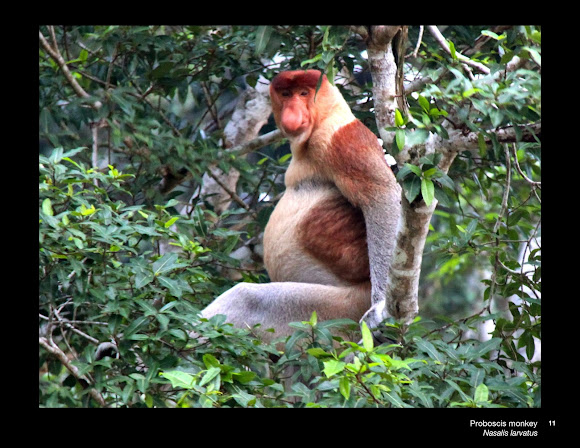 Proboscis monkey | Project Noah