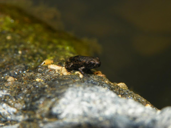Southern Gulf Coast Toad | Project Noah