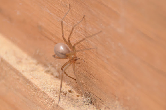 Chilean recluse spider, Araña de Rincón | Project Noah