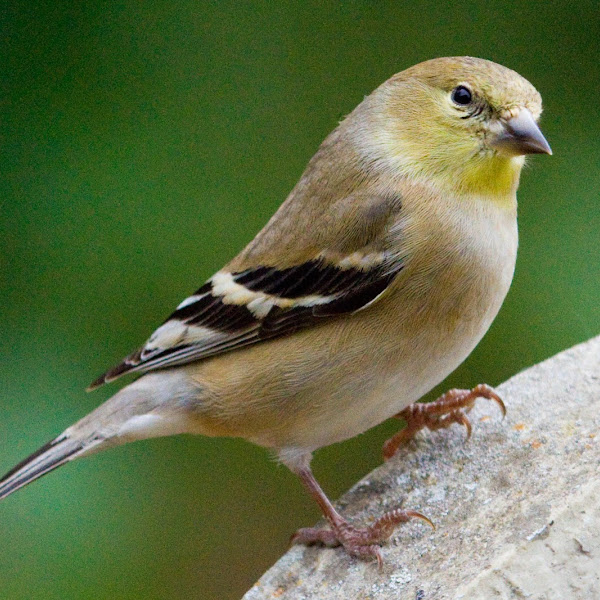 Birds of the Northwestern Coast | Project Noah