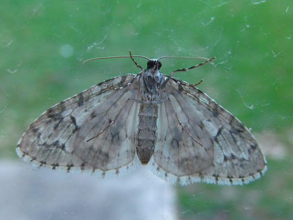 The Scribbler | Project Noah