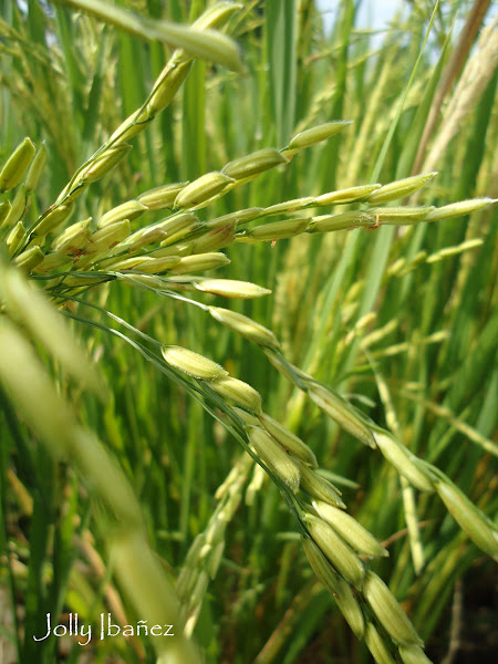 Asian Rice | Project Noah