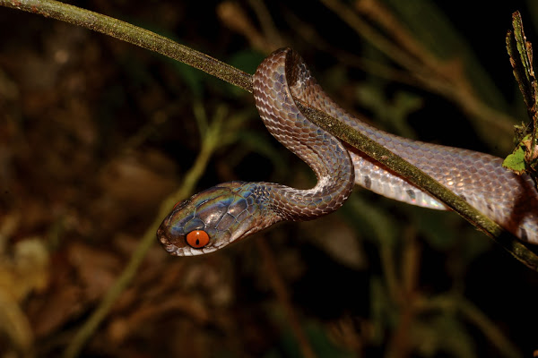 Mountain Slug-eating Snake | Project Noah