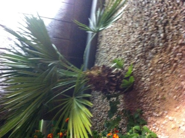 True Date Palm Tree | Project Noah