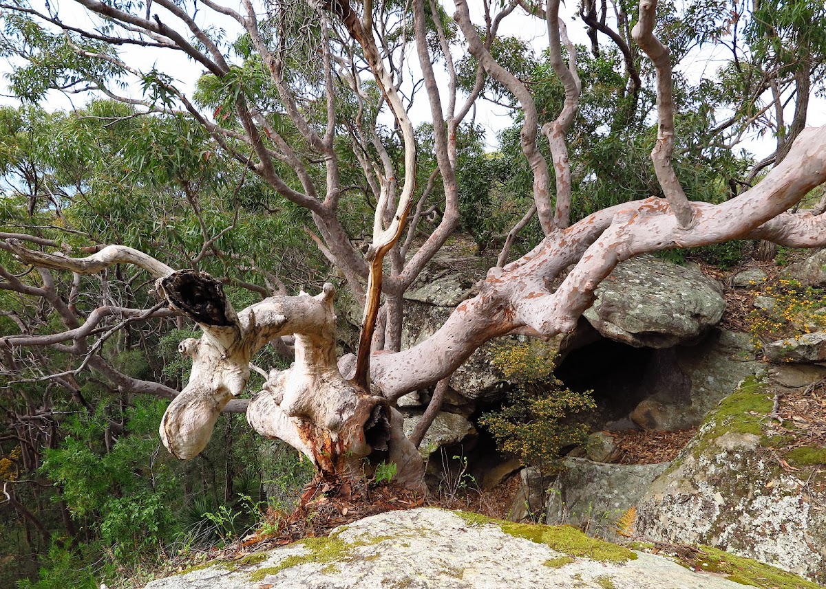 Sydney Red Gum | Project Noah