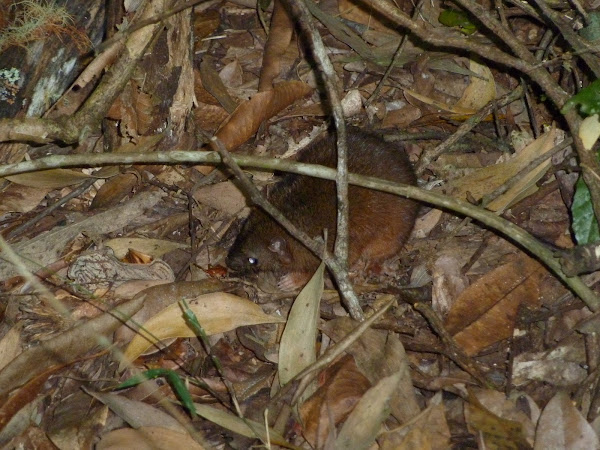 Antechinus sp. | Project Noah