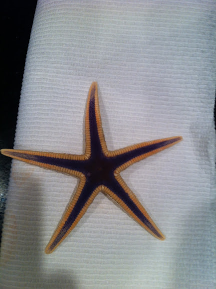 Royal Starfish | Project Noah