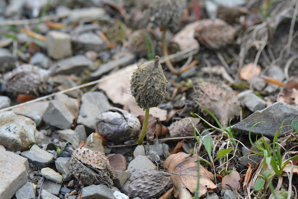 small beech trees | Project Noah