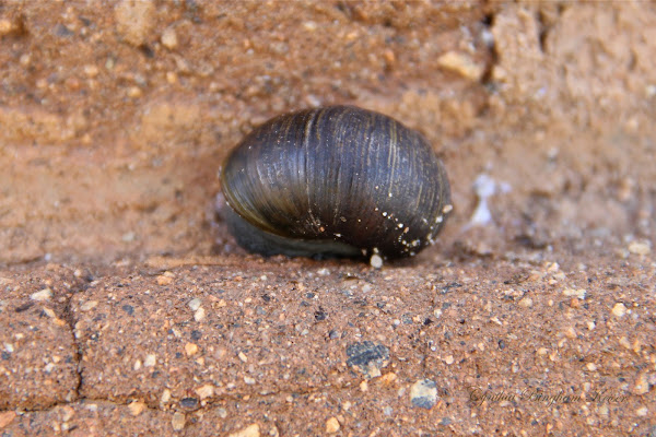Brown Garden Snail | Project Noah