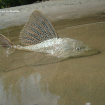 Loricariidae | Project Noah