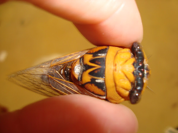 Walker's Cicada | Project Noah