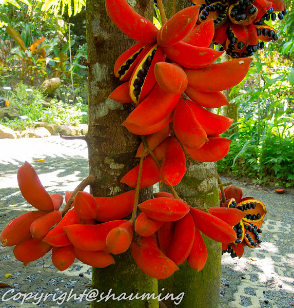 Kelumpang Sarawak | Project Noah