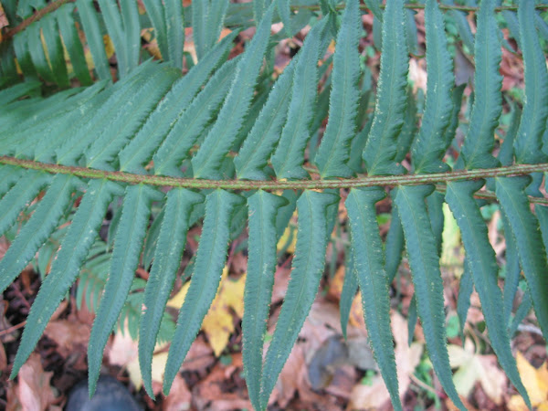 Common Sword Fern | Project Noah