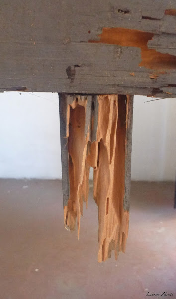 Termite Nest Damage | Project Noah