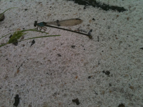 Damselflies | Project Noah