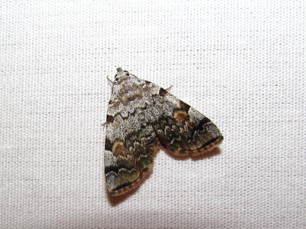 American Idia | Project Noah