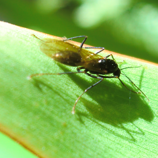 Princess Ant? | Project Noah