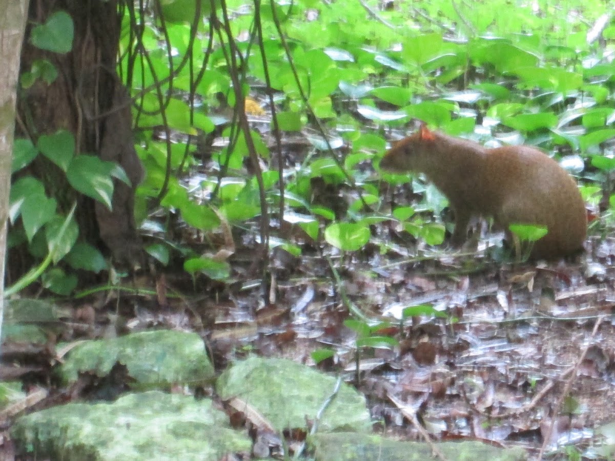 Common agouti | Project Noah