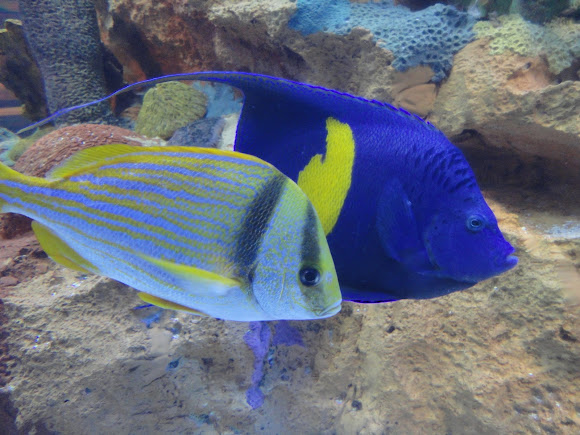 Pork Fish and Half Moon Angel Fish | Project Noah