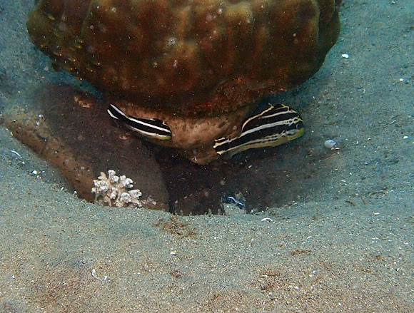 Painted sweetlips juveniles | Project Noah