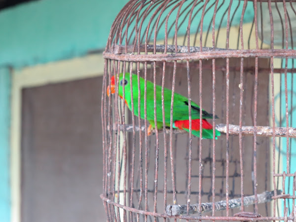 Philippine Hanging Parrot "kulasisi" | Project Noah