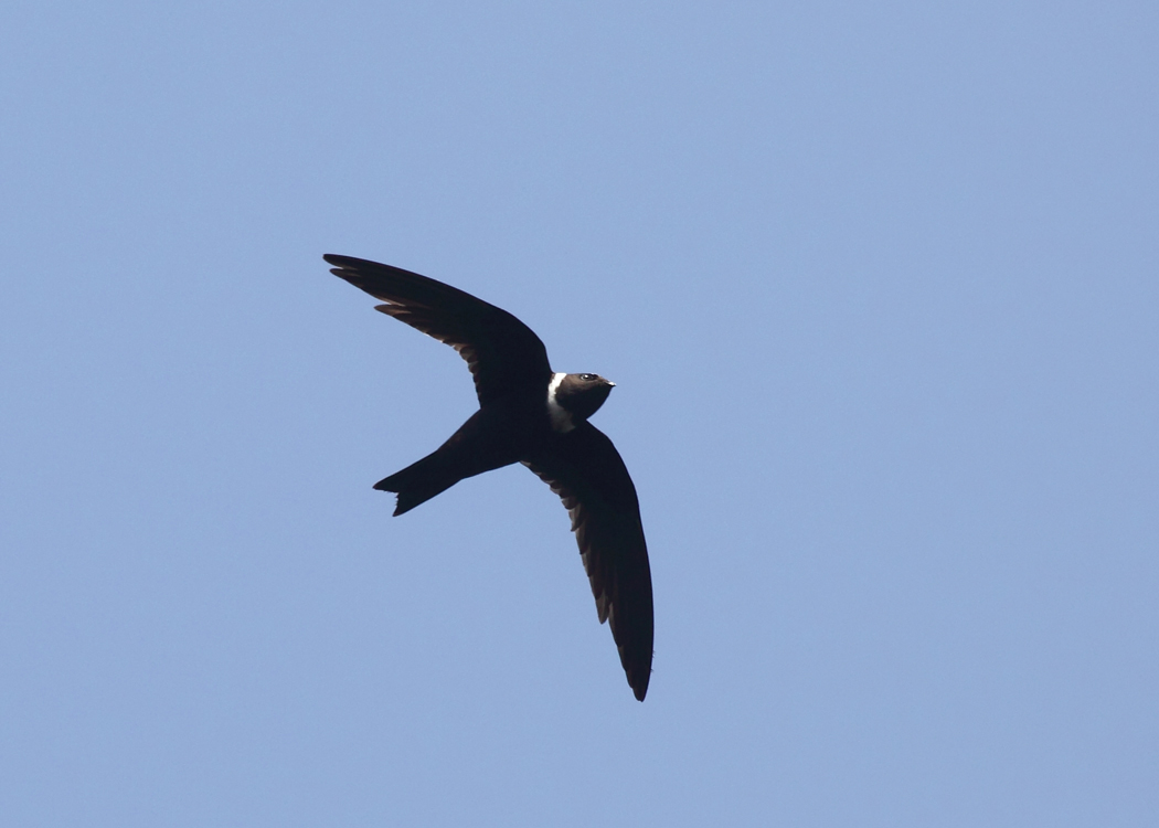 White-collared Swift | Project Noah