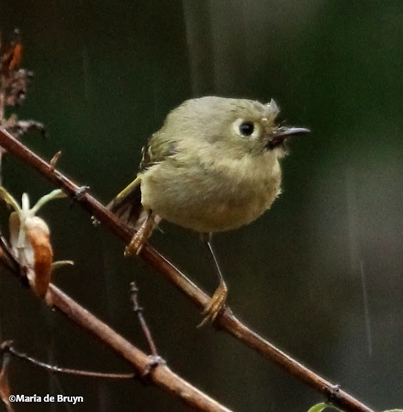 Ruby-crowned kinglet | Project Noah